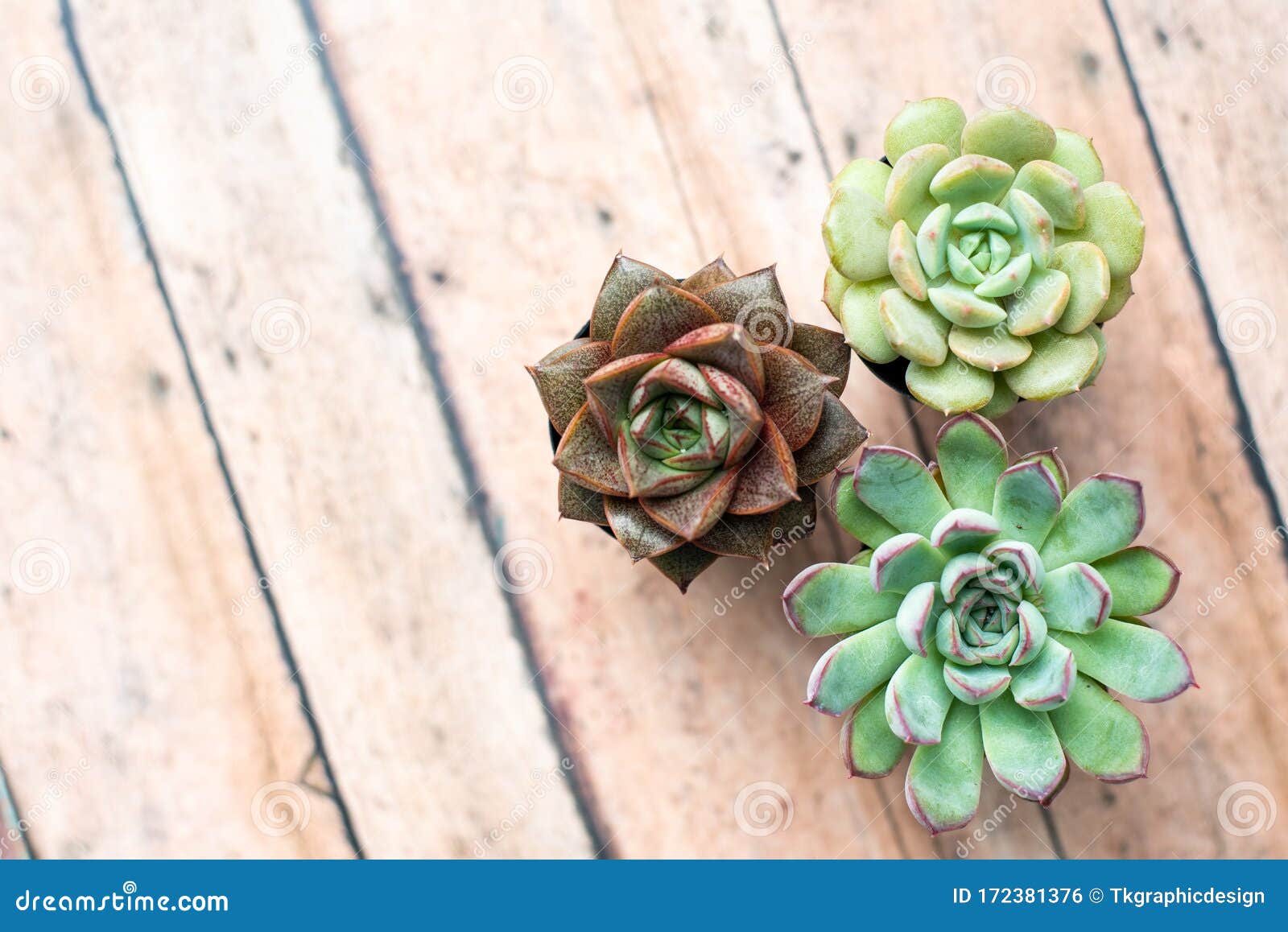 Three Tiny Succulent Plants Grouped Together Stock Photo - Image of ...