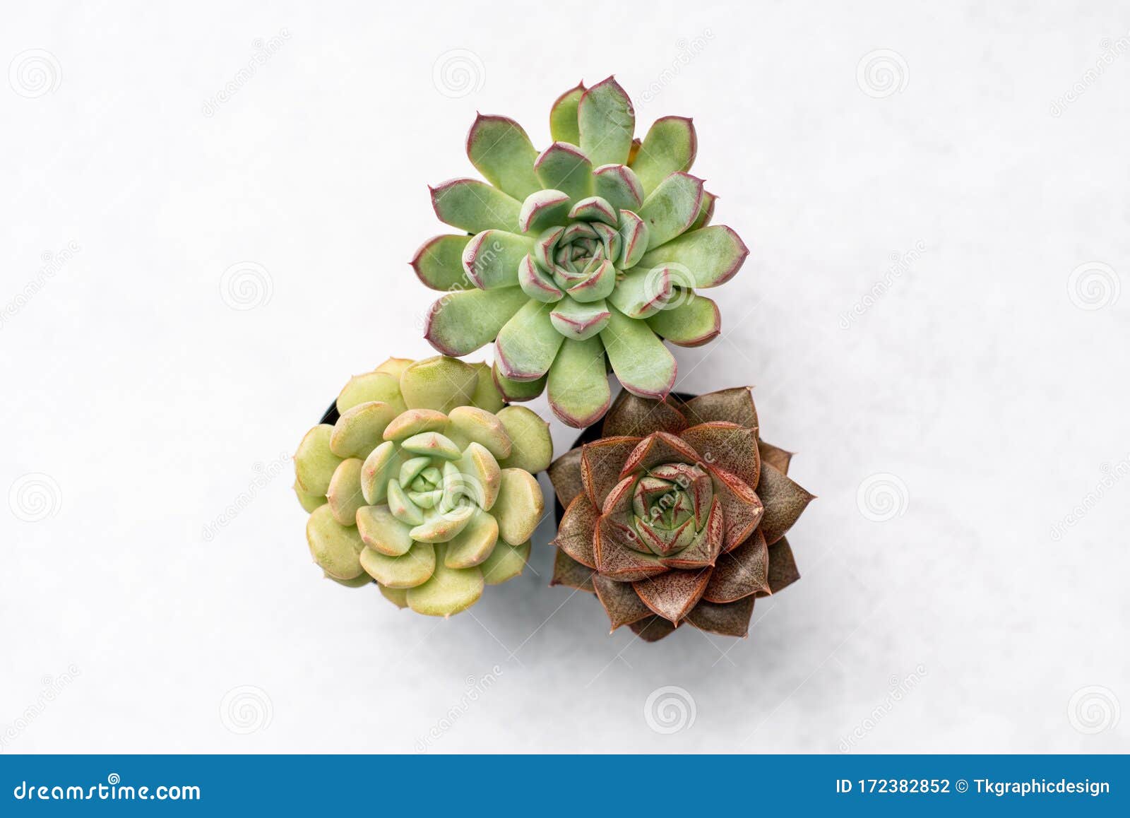 Three Tiny Succulent Plants Grouped Together Stock Photo - Image of ...