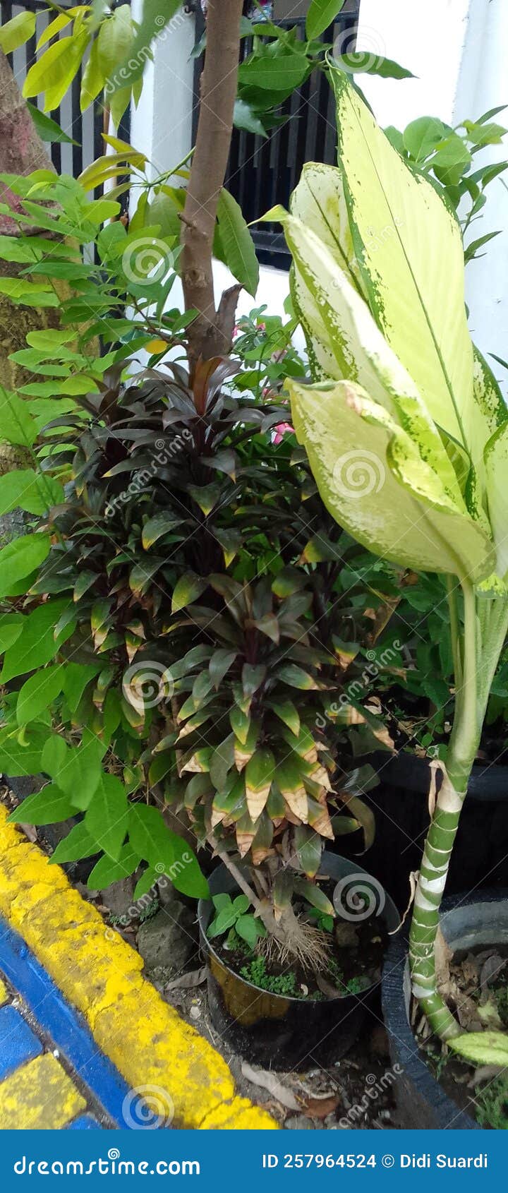 Three Different Trees Three Different Tree Species with Leaves Stock ...