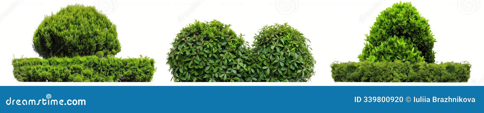 Three Different Types of Bushes, Isolated on a White Background Stock ...