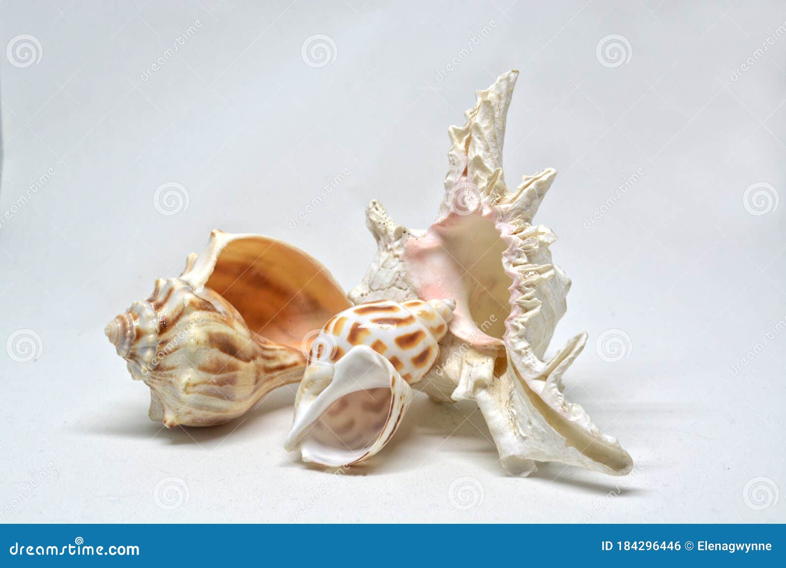 Arrangement of Seashells Including a Murex Shell Against a Light Grey ...