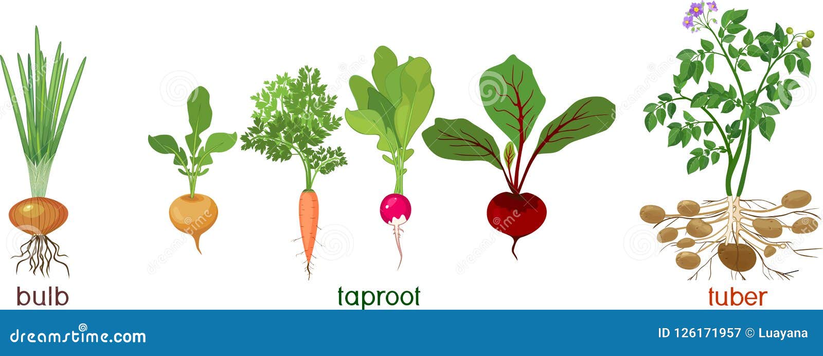 Root Types Examples In Soil From Side View In Biological Outline ...