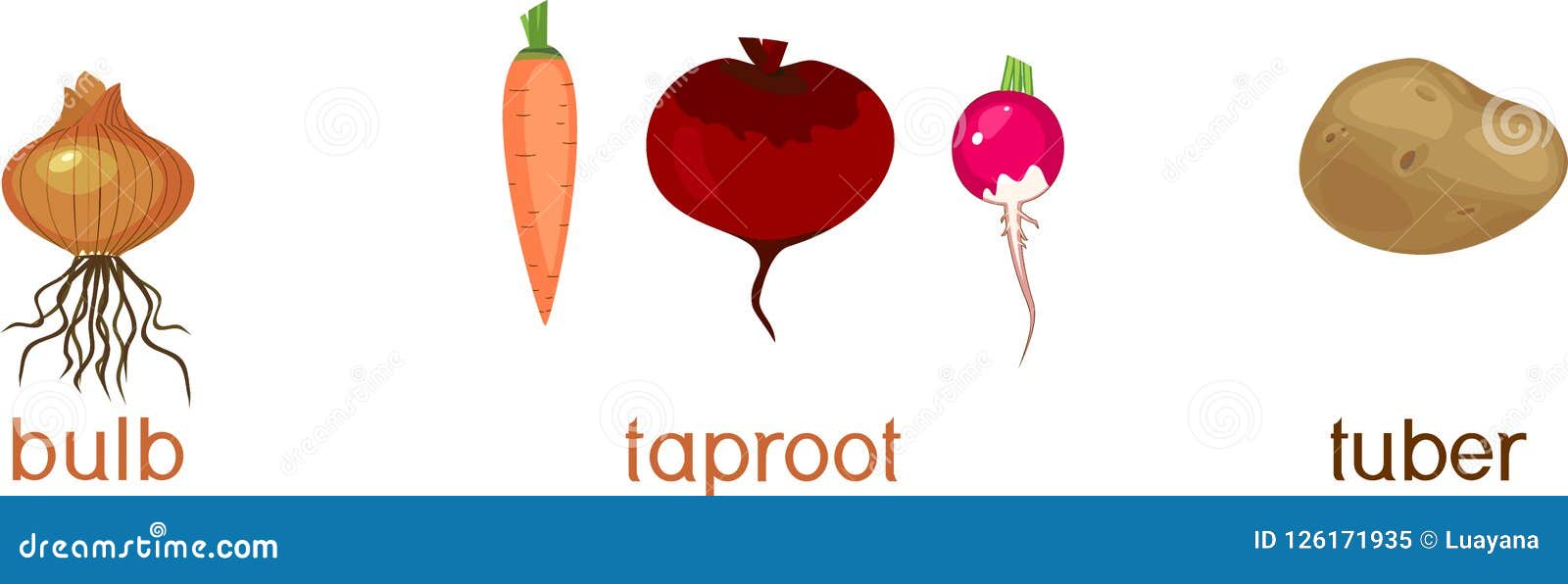 Three Different Types of Root Vegetables on White Background Stock ...