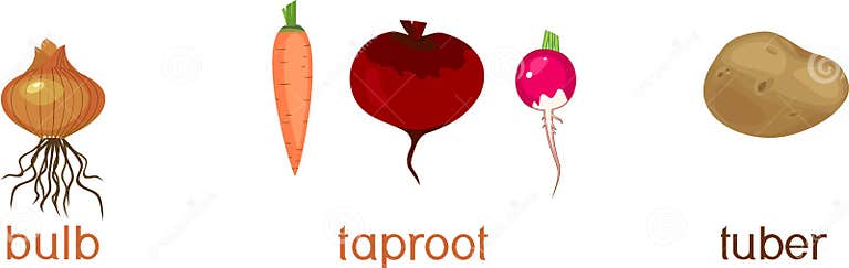 Three Different Types of Root Vegetables on White Background Stock ...