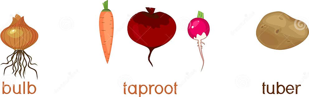 Three Different Types of Root Vegetables on White Background Stock ...