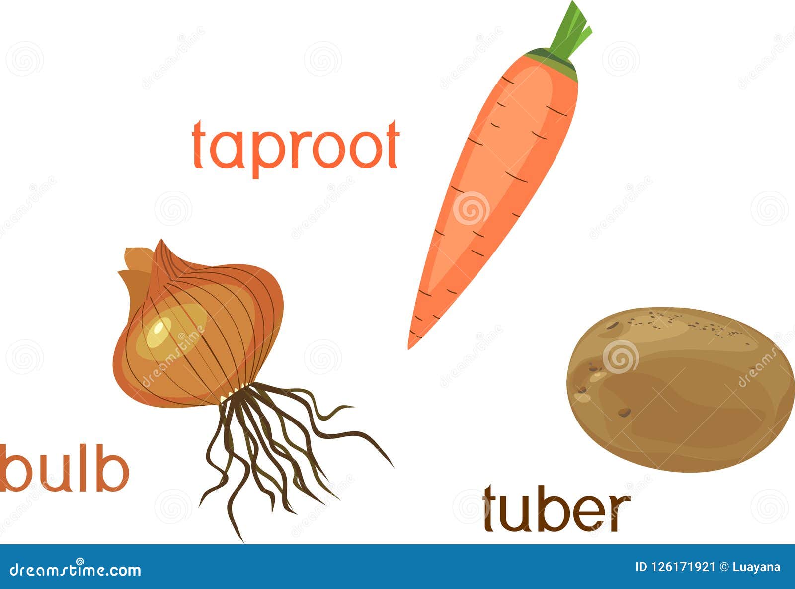 Different Types of Root Vegetables. Plants with Leaves and Root System ... Different Types of Root Vegetables. Plants with Leaves and Root System ...