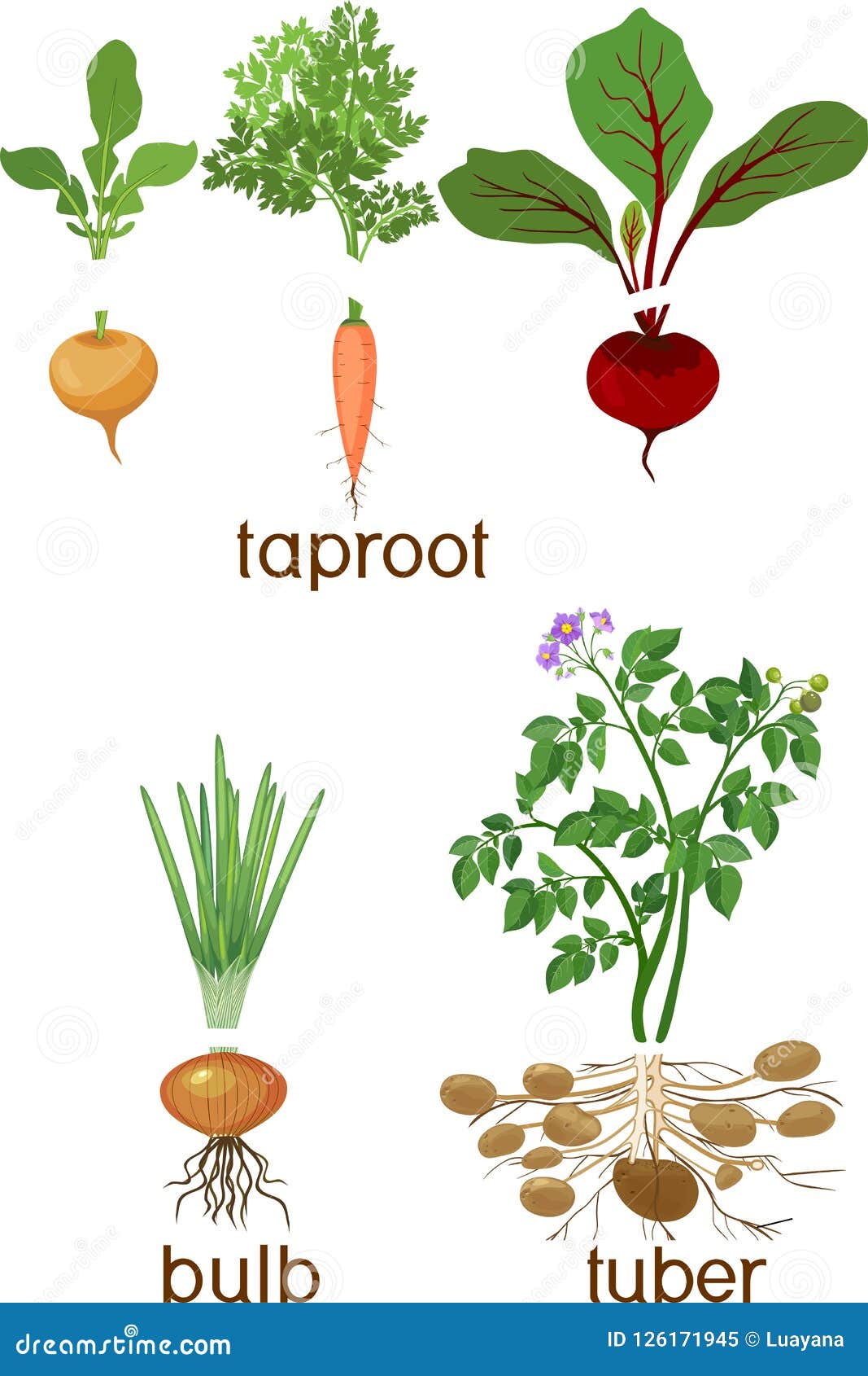 Three Different Types of Root Vegetables on White Background. Plants ...