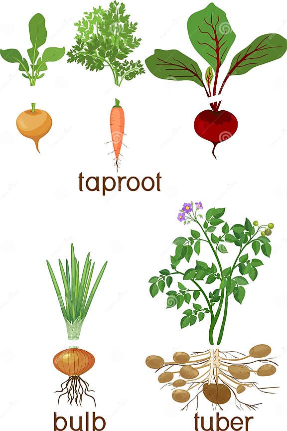 Three Different Types of Root Vegetables on White Background. Plants ...