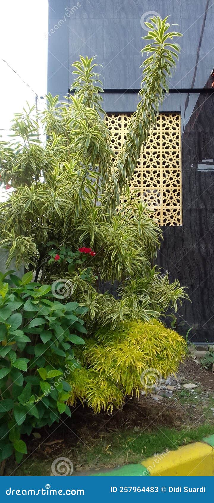 Three Different Types of Trees with Different Leaf Colors and Shapes in ...