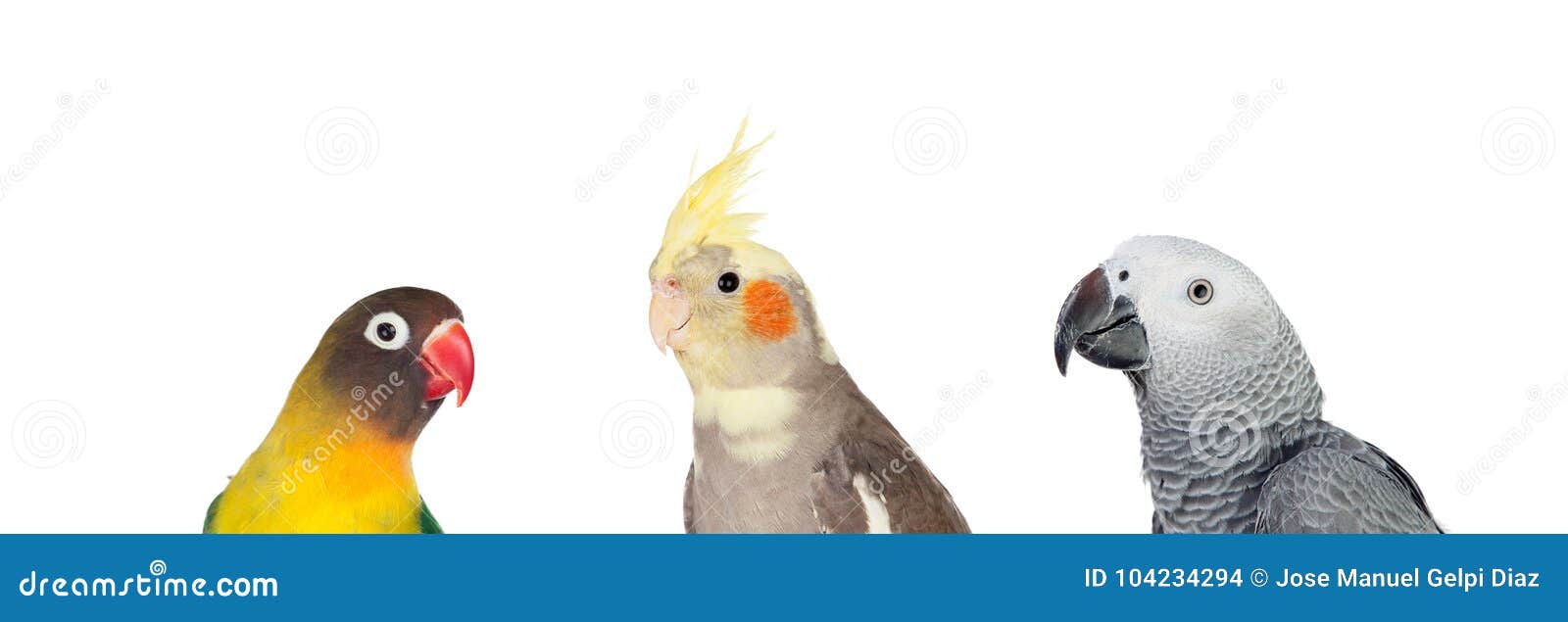 Three Differents Tropical Birds Stock Photo - Image of feather ...