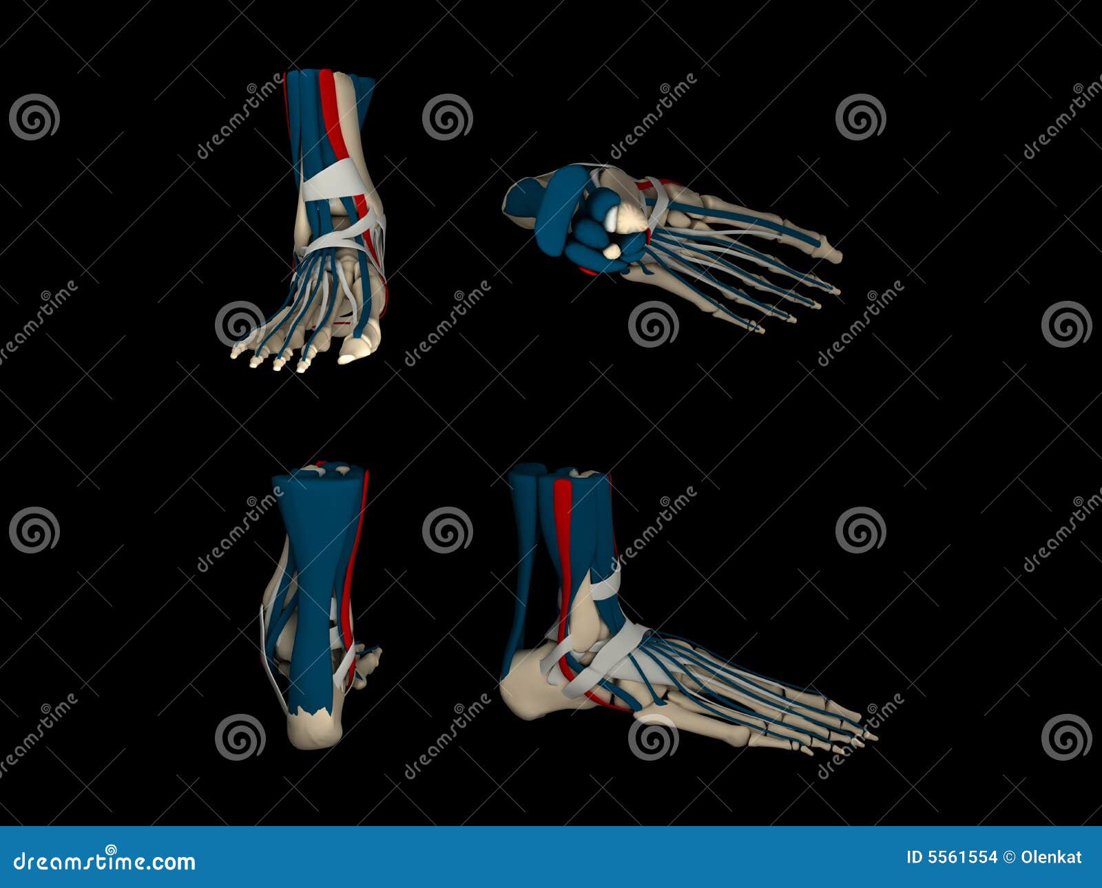 Human Foot Bones Anatomy With Descriptions. Educational Diagram Of ...