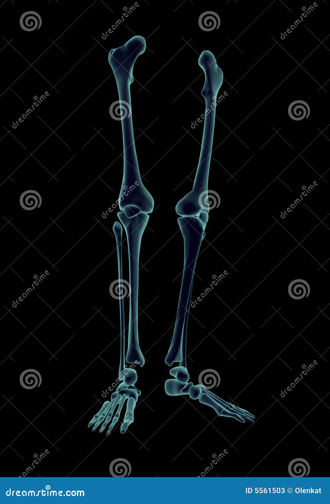Three-dimensional Anatomical Model of Human Legs Stock Illustration ...