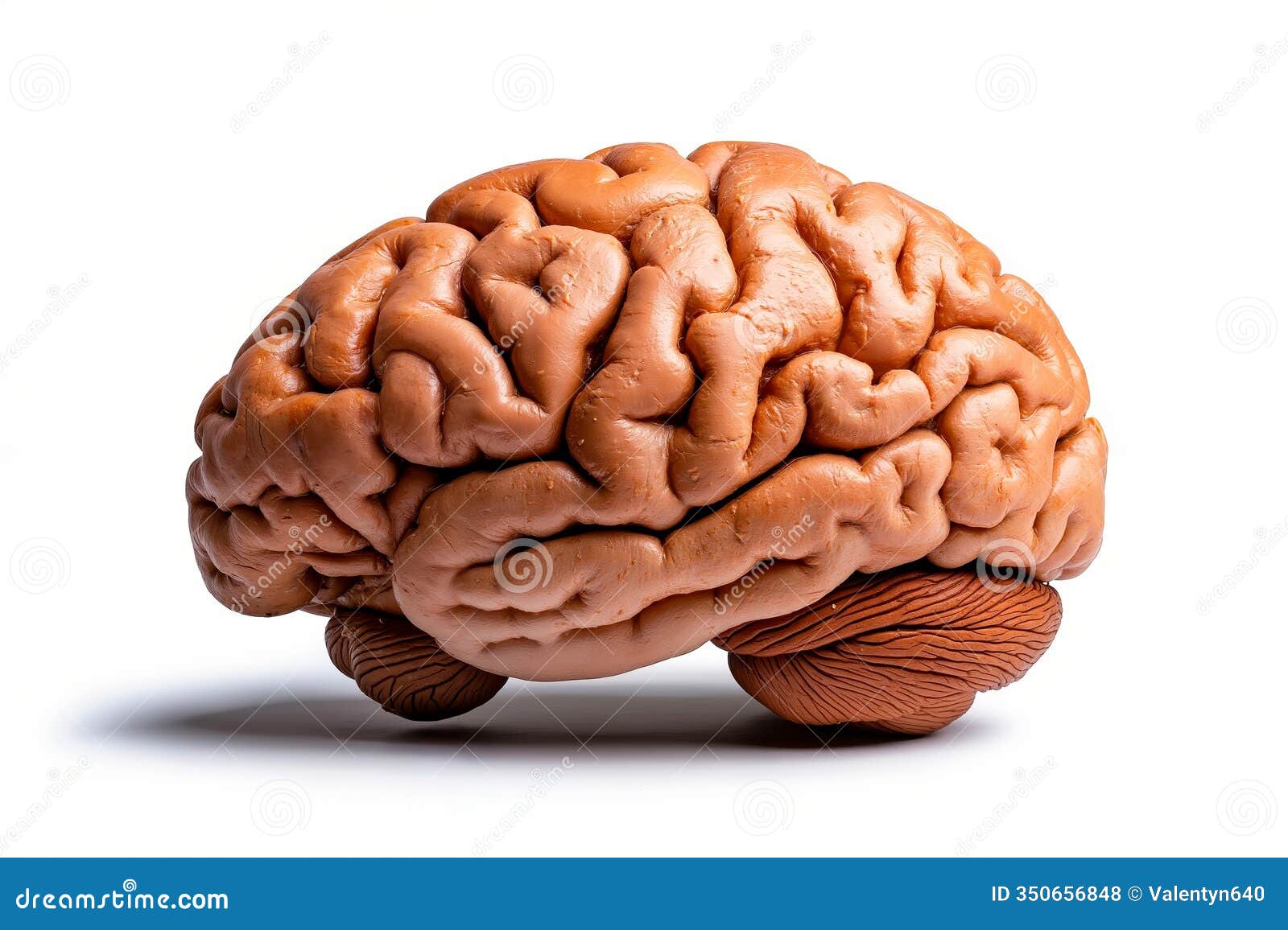 A Model of a Human Brain on a White Background Stock Photo - Image of ...