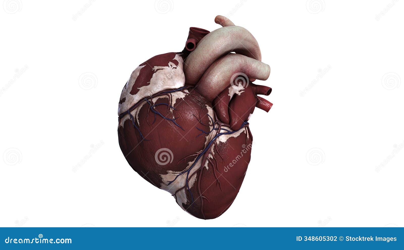 Three Dimensional View of Human Heart, Front. Stock Illustration ...