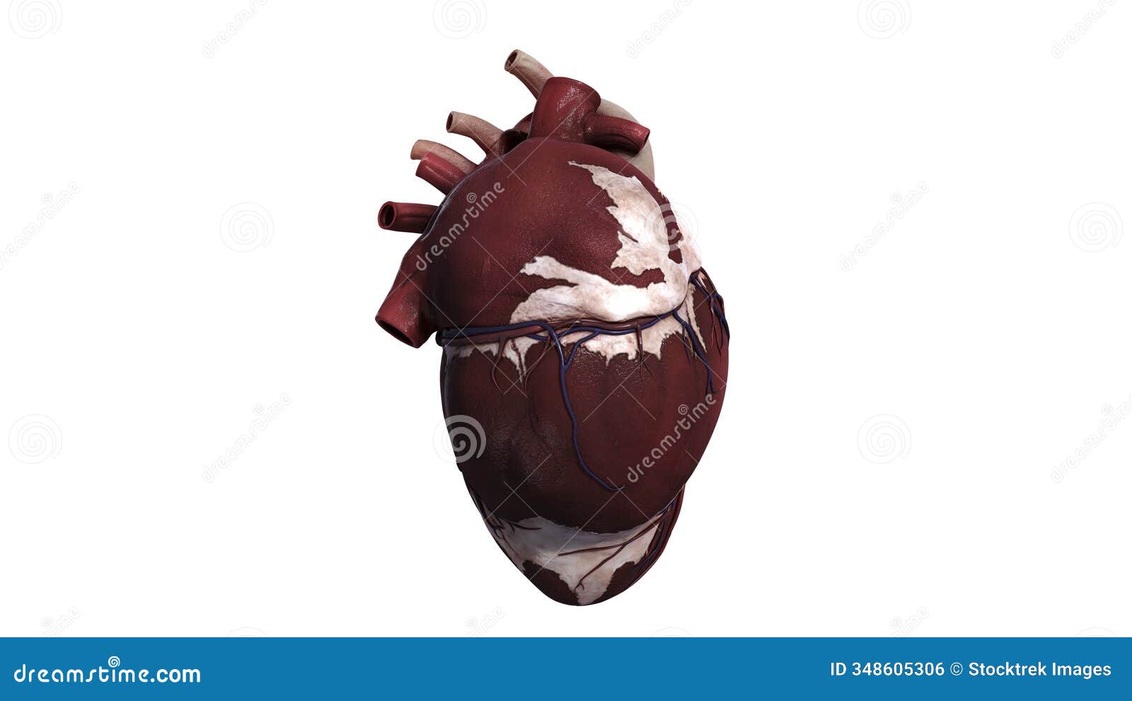Three Dimensional View of Human Heart, Left Side. Stock Illustration ...