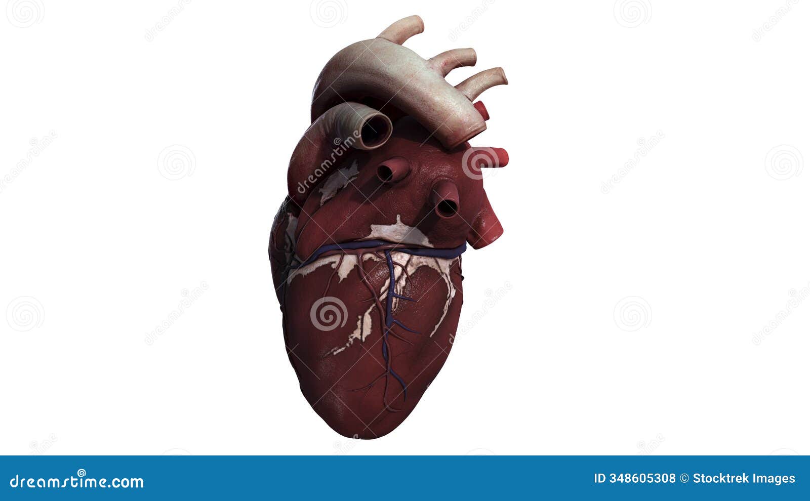 Three Dimensional View of Human Heart, Right Side. Stock Illustration ...