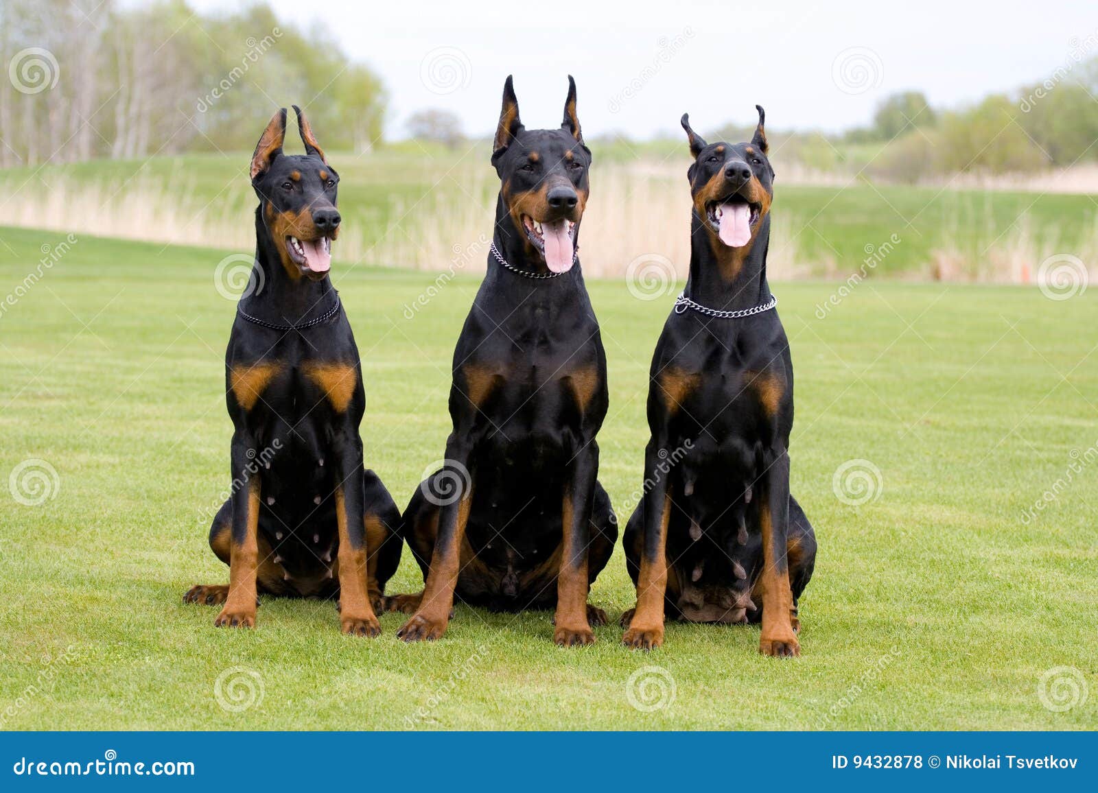 Three dobermans stock photo. Image of doberman, portrait - 9432878
