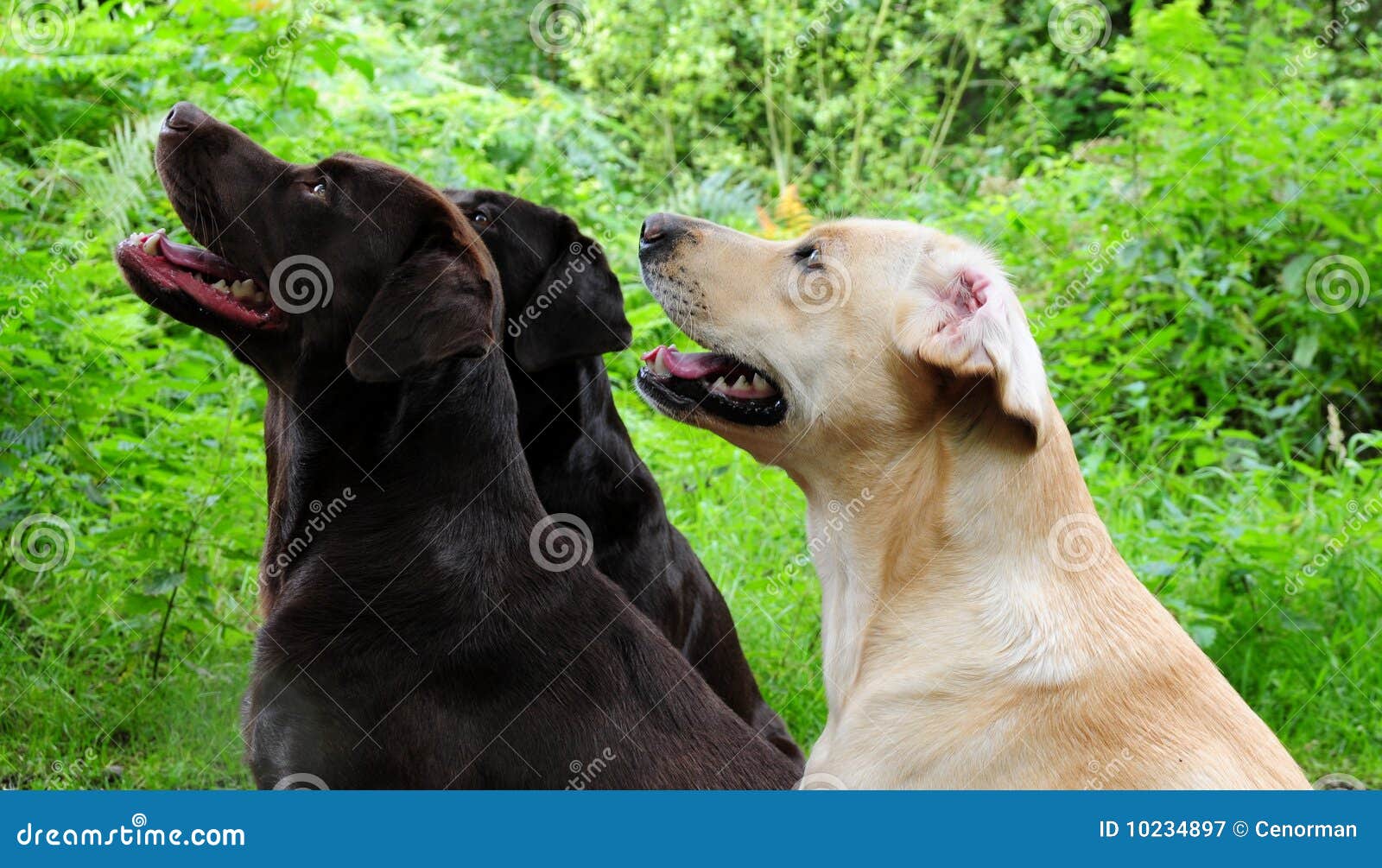 Three dogs stock image. Image of puppy, labradors, young - 10234897