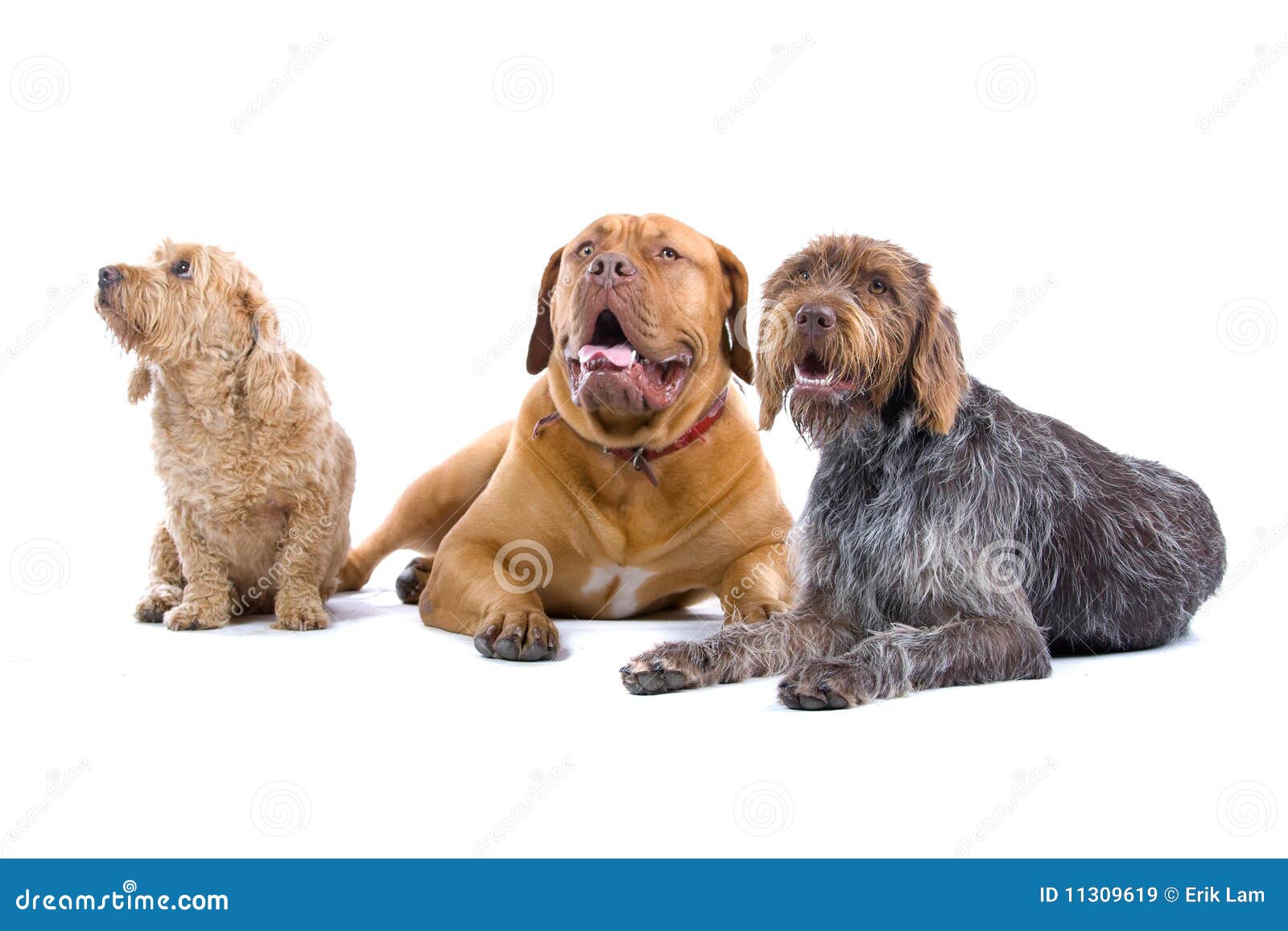 Three dogs stock image. Image of pets, closeup, companions - 11309619