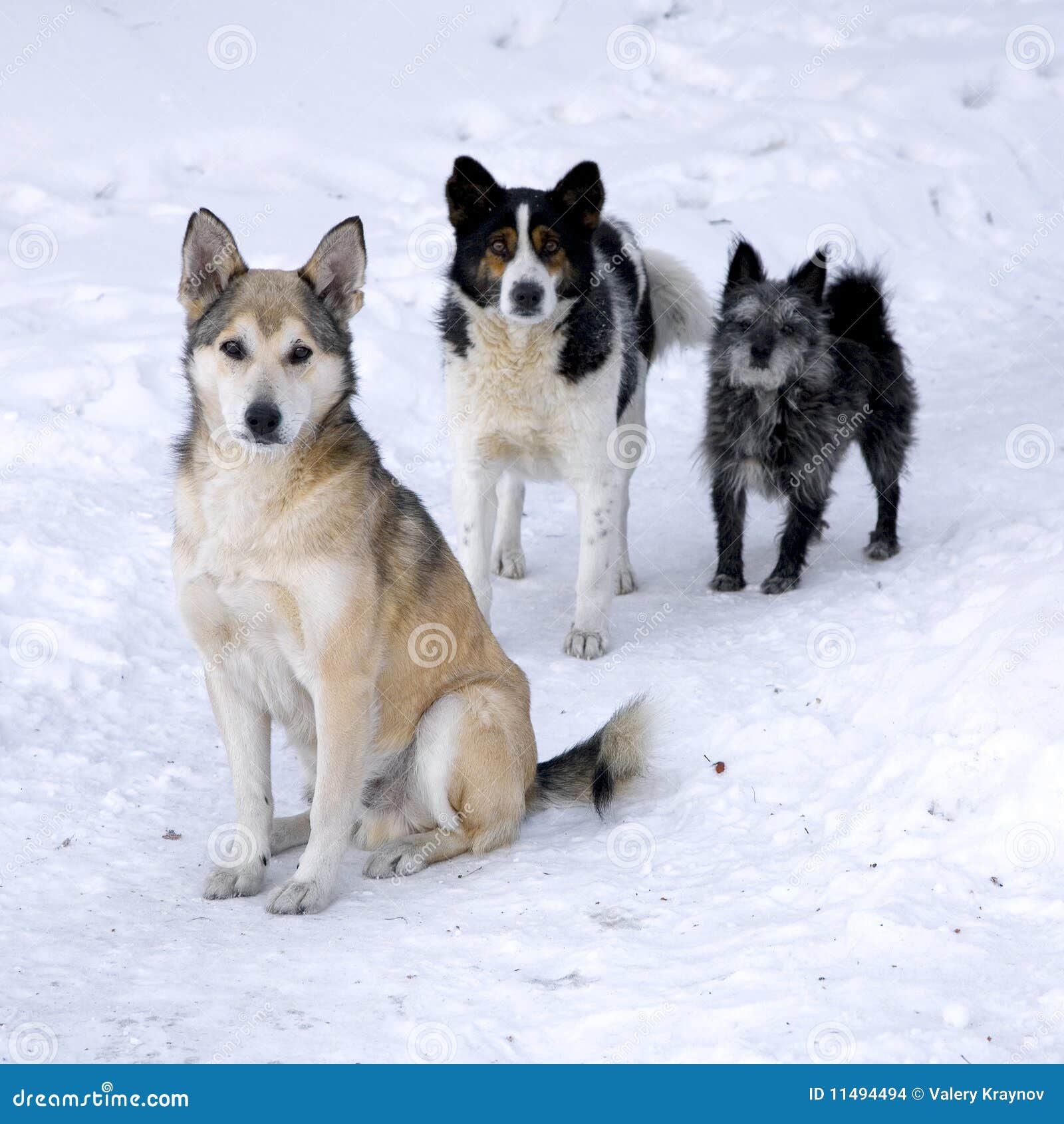 Three dogs stock photo. Image of winter, white, mammal - 11494494