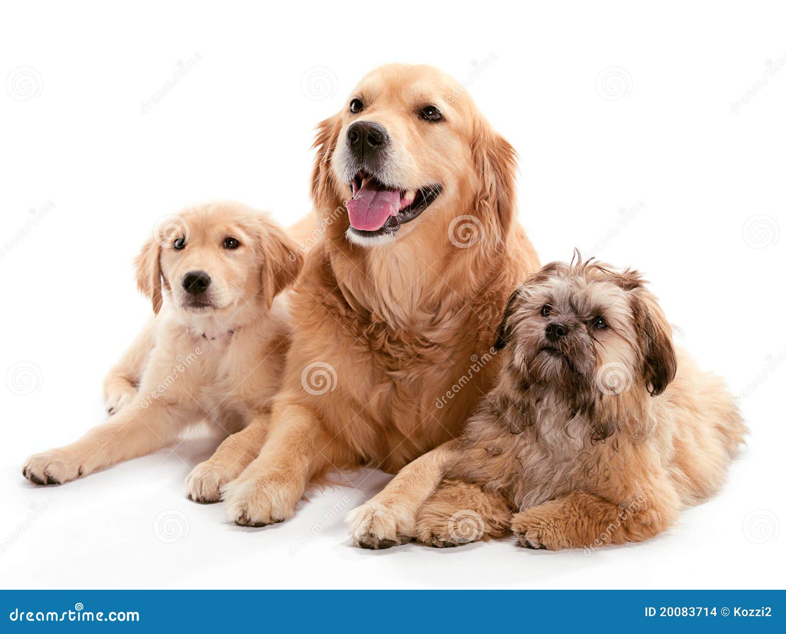 Three Dogs stock photo. Image of cute, poodle, dogs, golden - 20083714