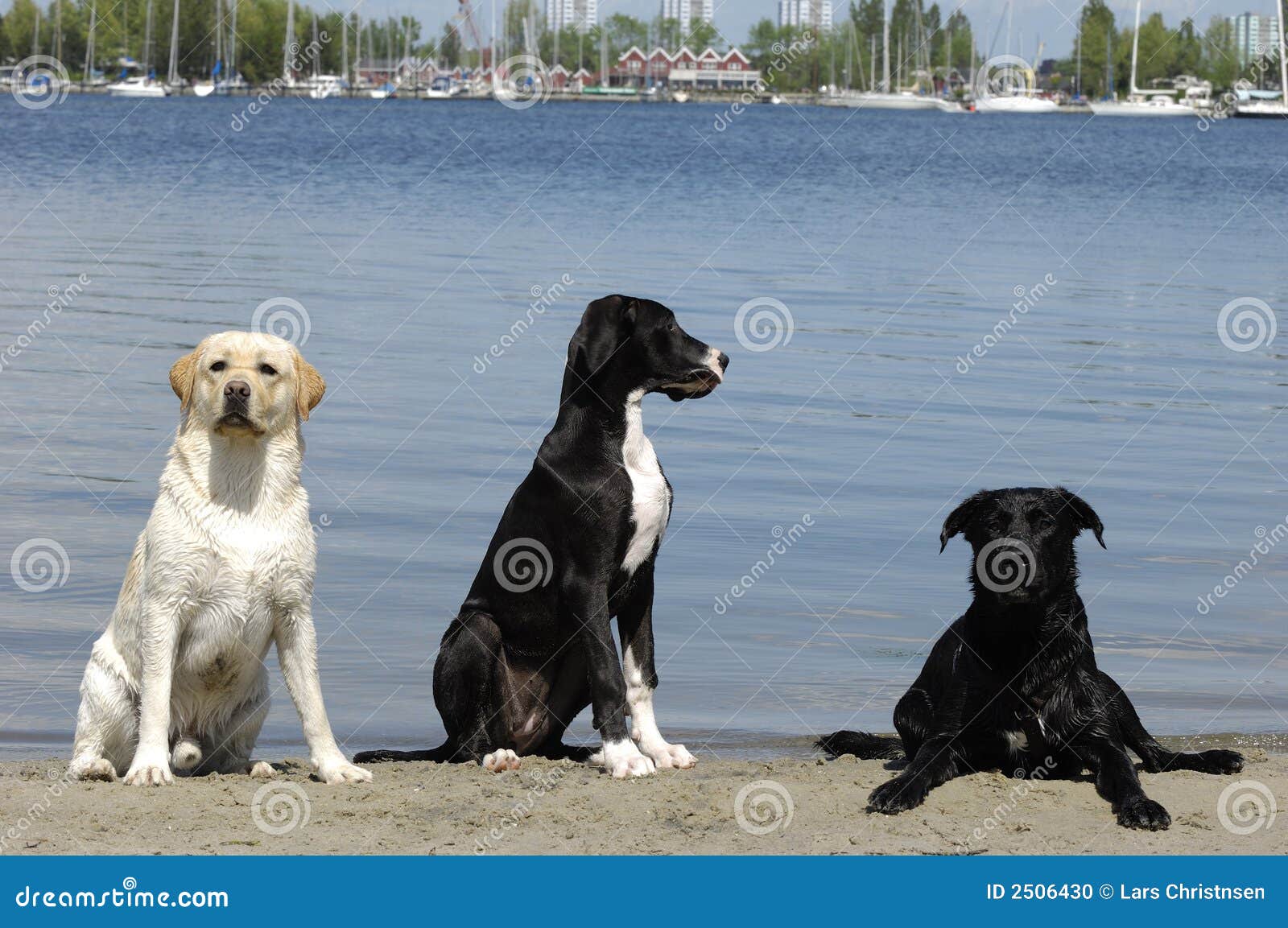 Three dogs stock photo. Image of rest, loyalty, cute, doggie - 2506430
