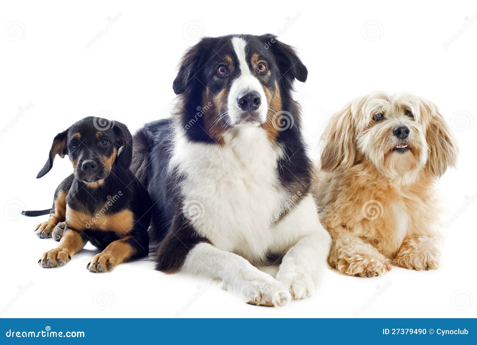 Three dogs stock photo. Image of lying, sheepdog, friendship - 27379490