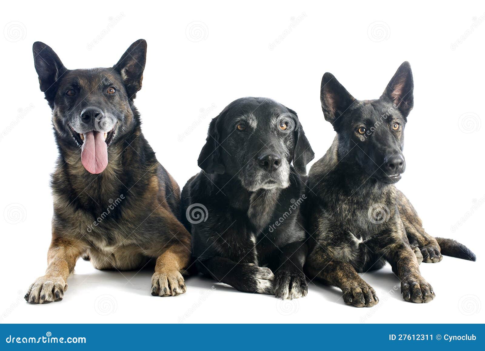 Three dogs stock image. Image of together, dogs, puppy - 27612311