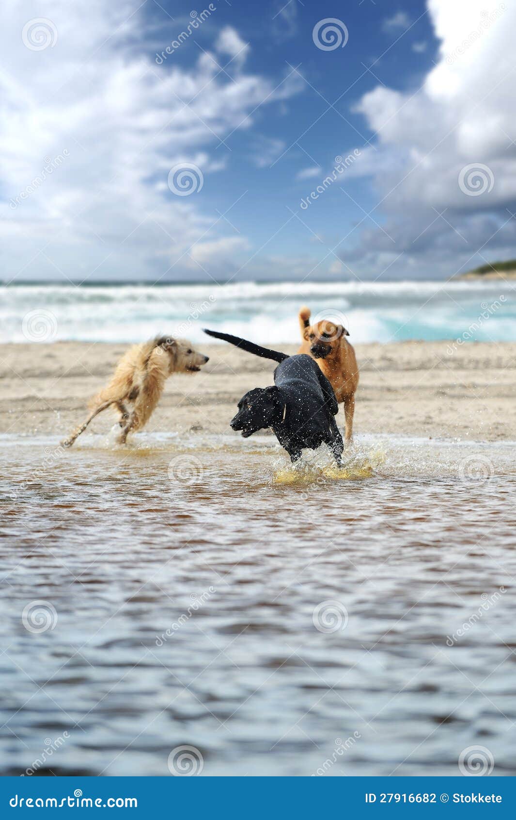 Three dogs stock photo. Image of water, three, dogs, freedom - 27916682