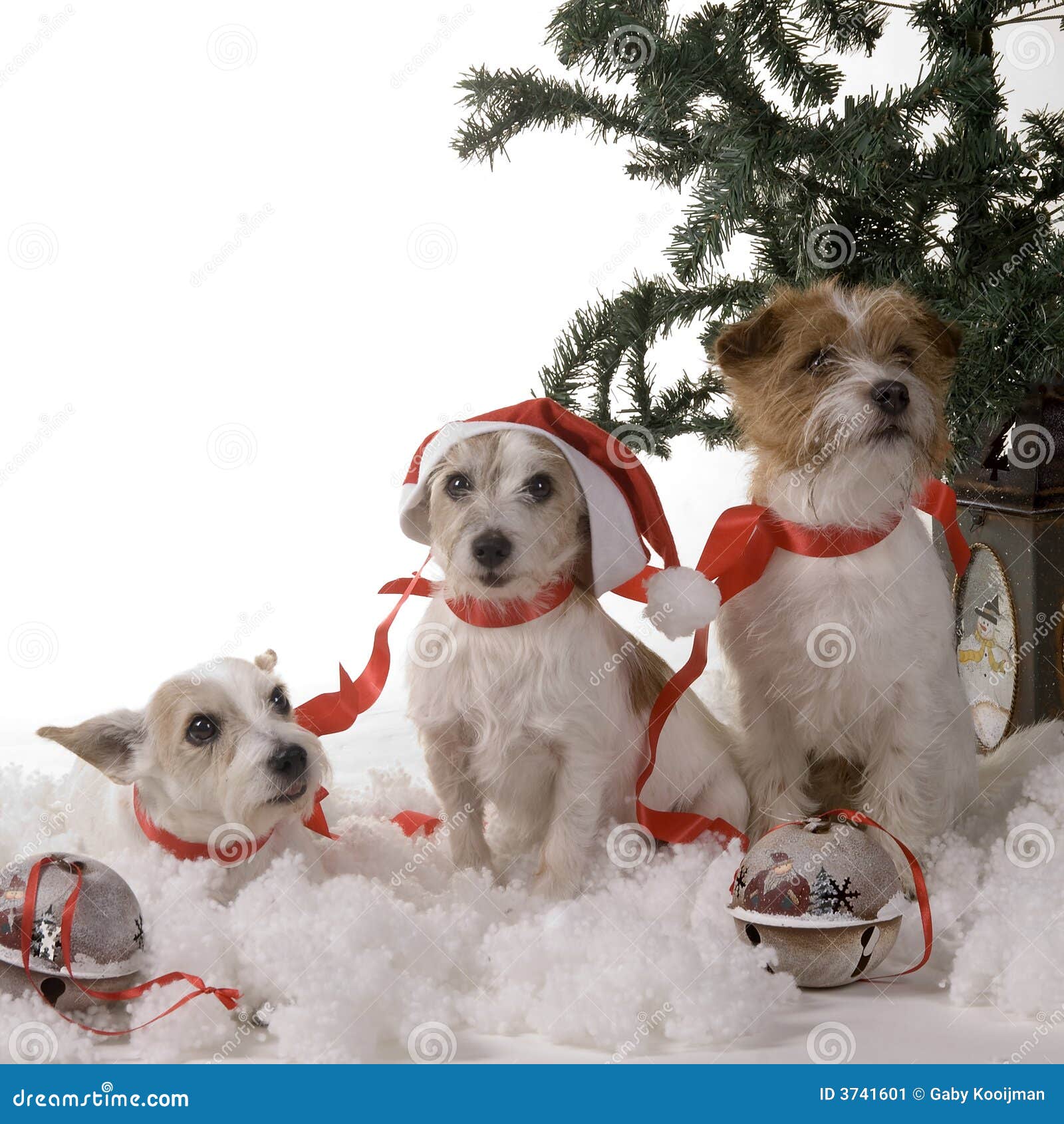 Three dogs stock image. Image of snow, white, animals - 3741601