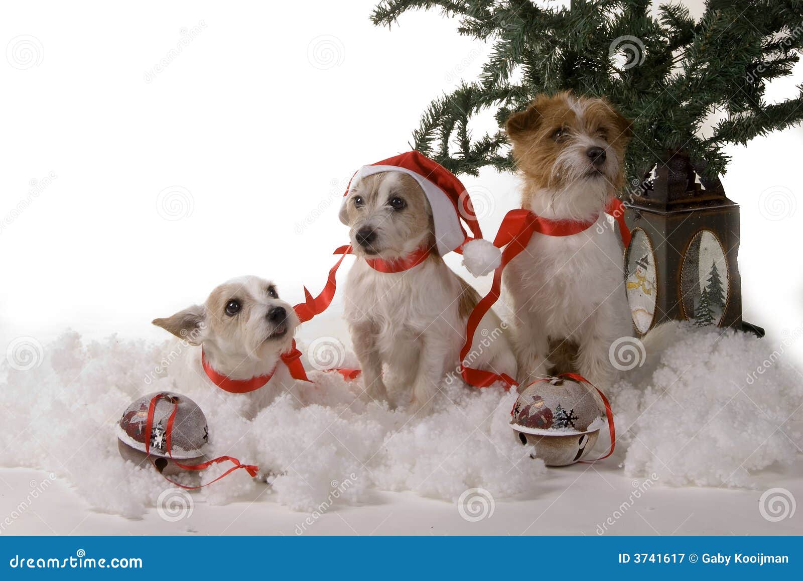 Three Dogs Together. Two Dog Breeds Border Collie Royalty-Free Stock ...