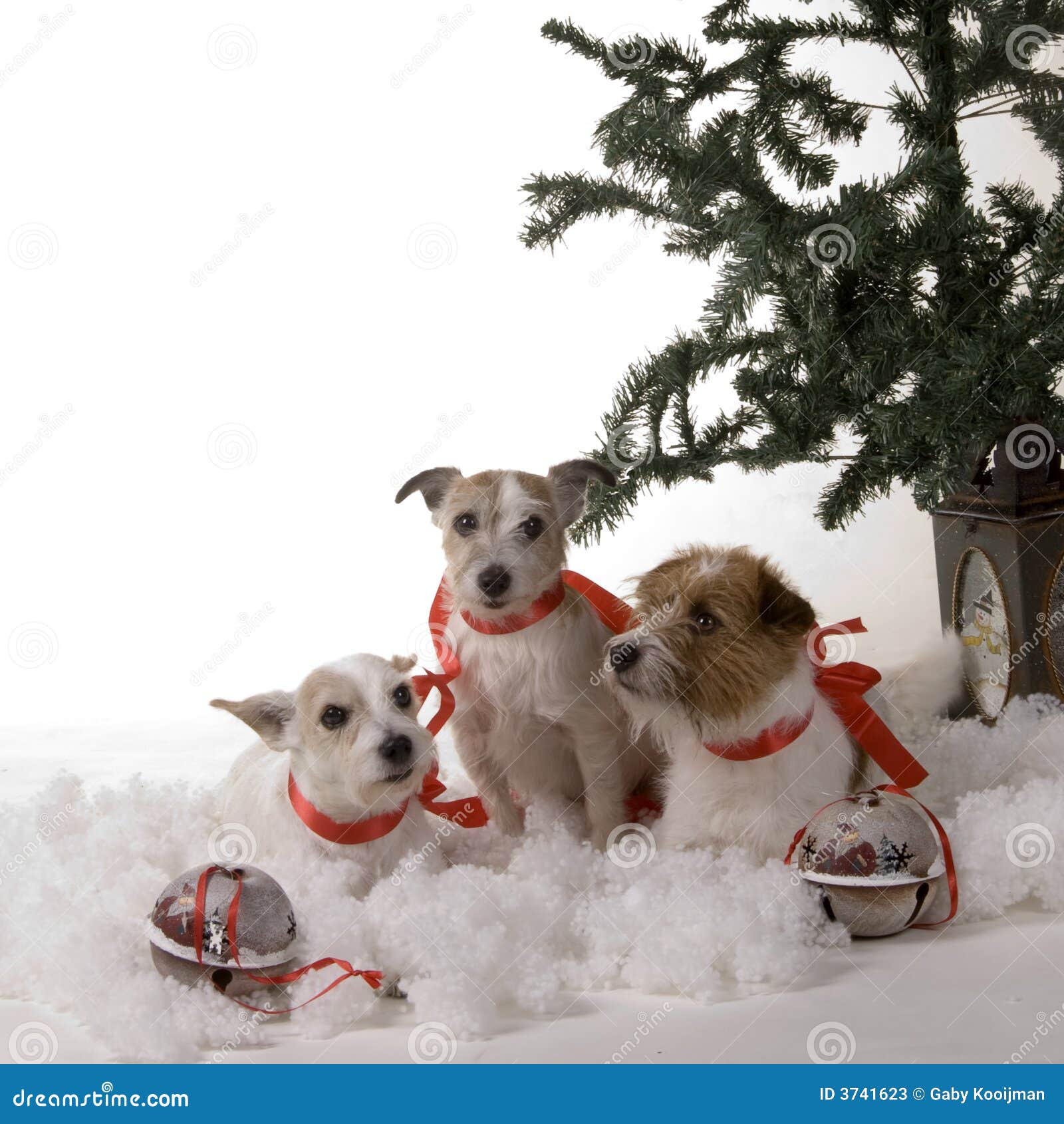 Three dogs stock image. Image of december, winter, snow - 3741623
