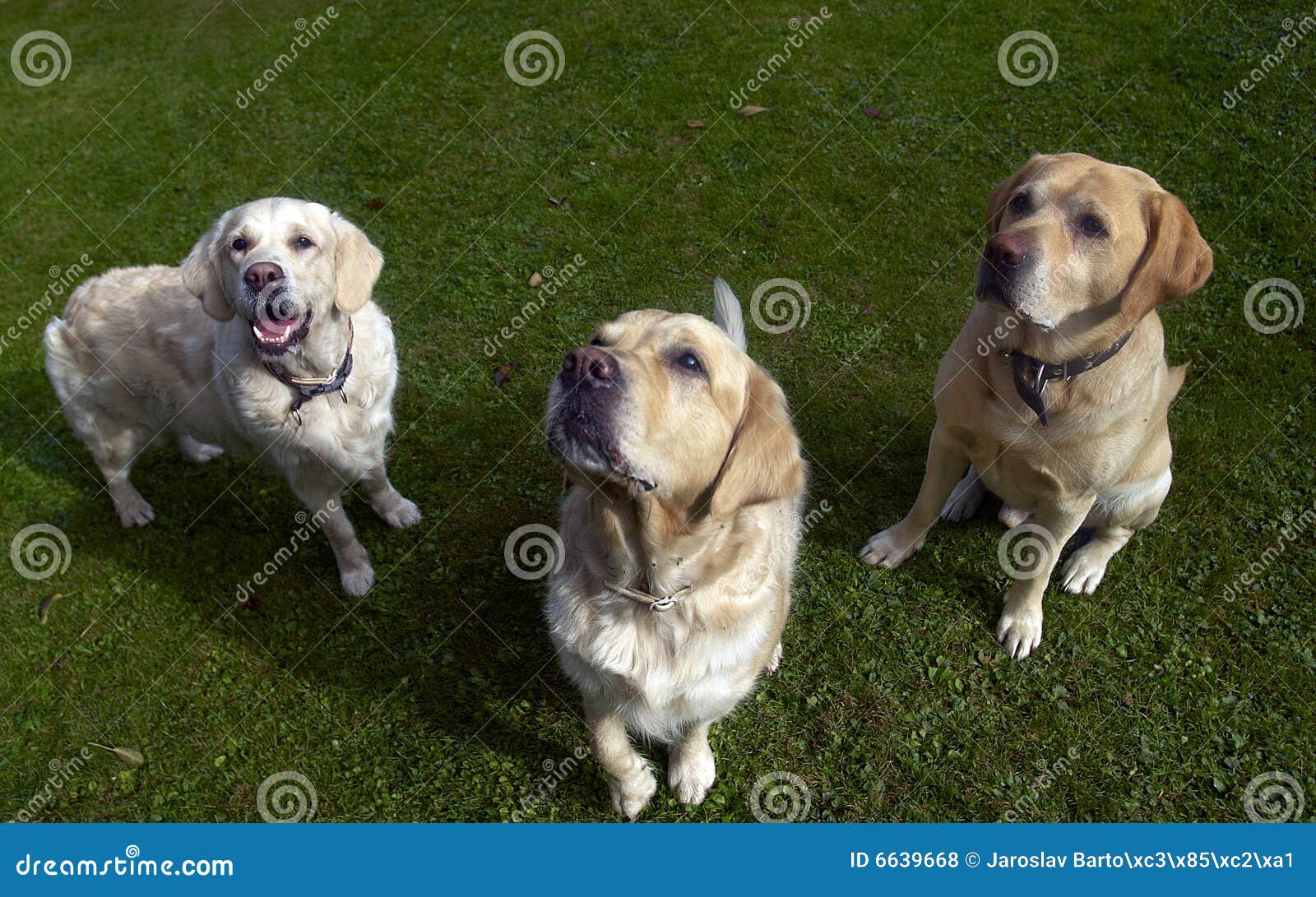 Three dogs stock photo. Image of retriever, animal, face - 6639668