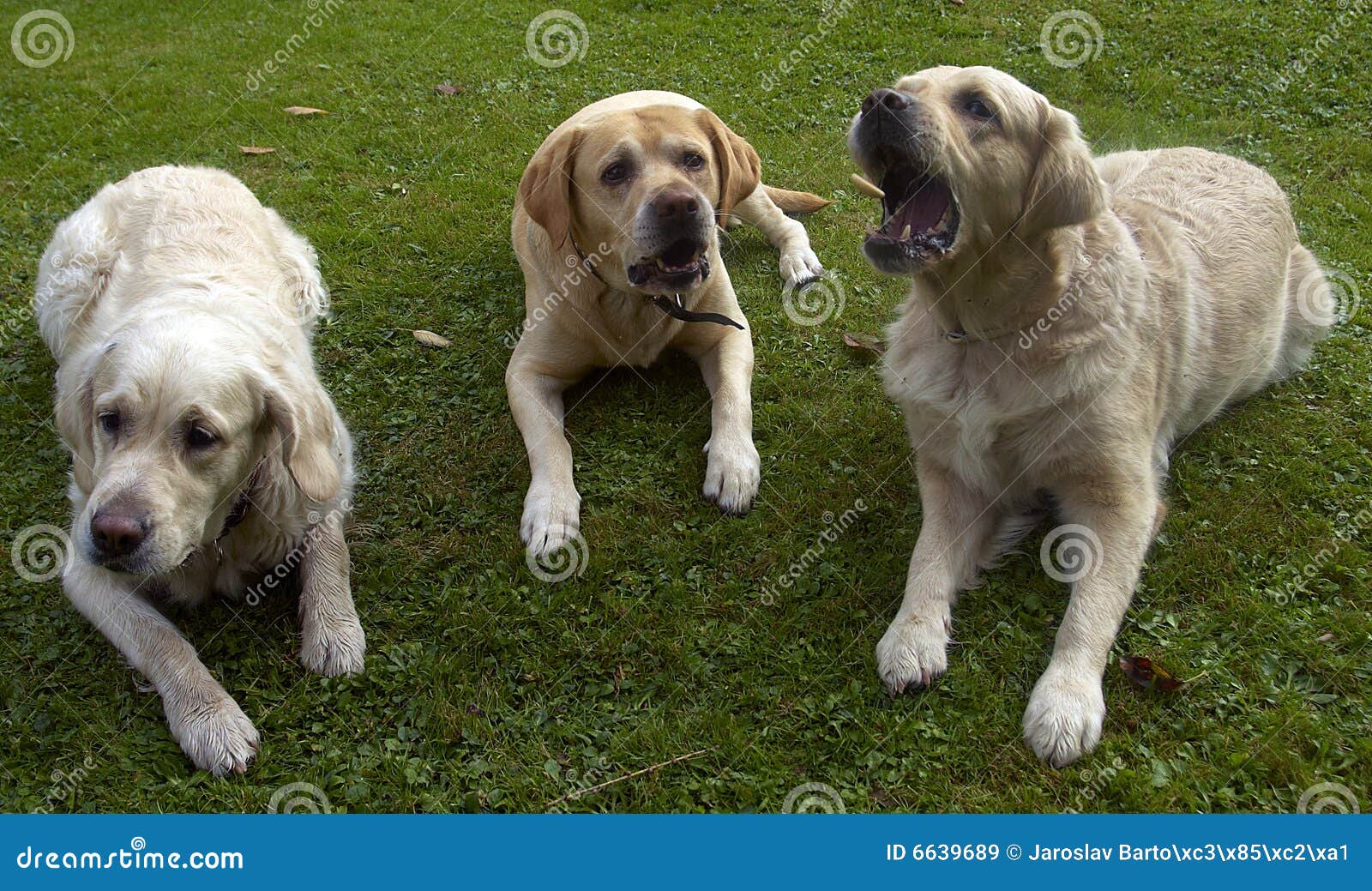 Three dogs stock image. Image of grass, eyes, animal, gold - 6639689