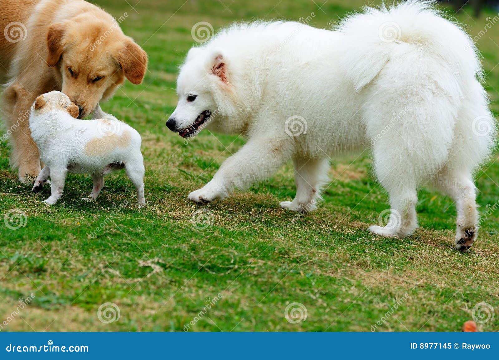 Three dogs stock image. Image of cute, white, retriever - 8977145