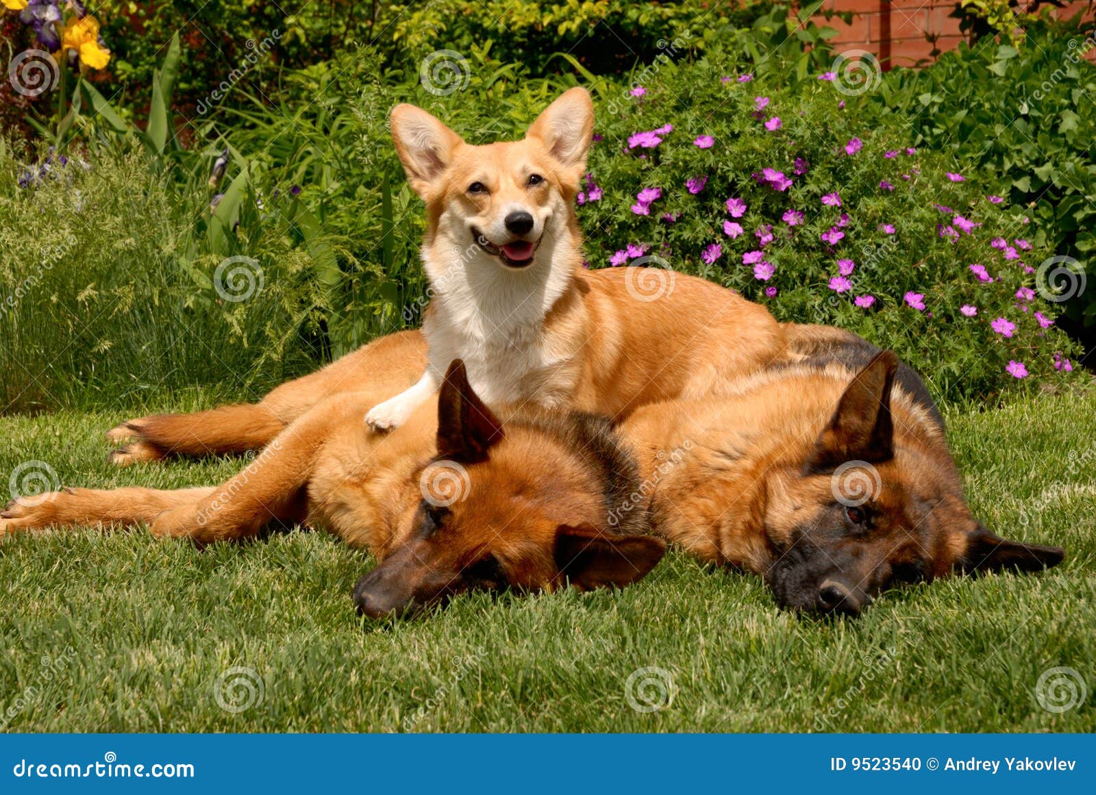 Three dogs stock photo. Image of obedient, fluffy, pembroke - 9523540