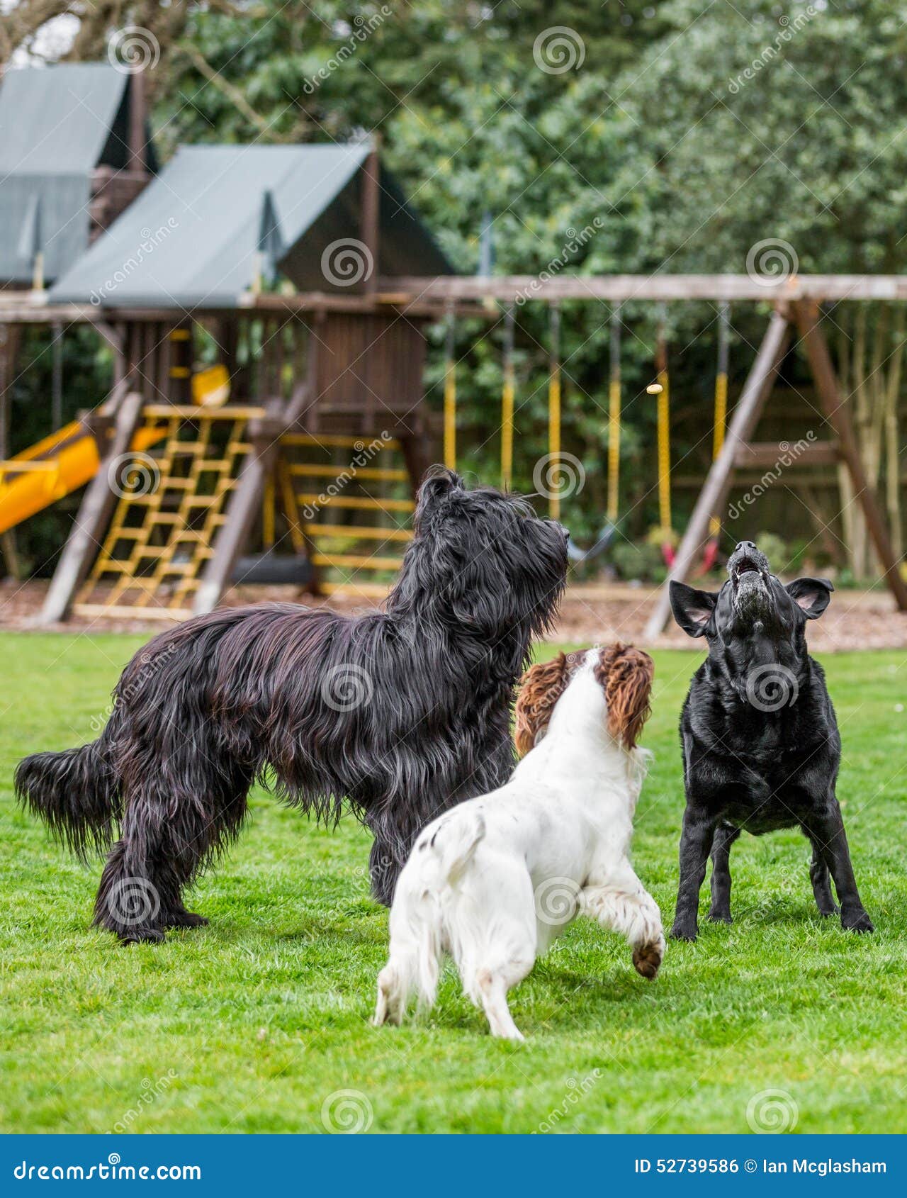 Three dogs Barking stock photo. Image of dogs, briard - 52739586