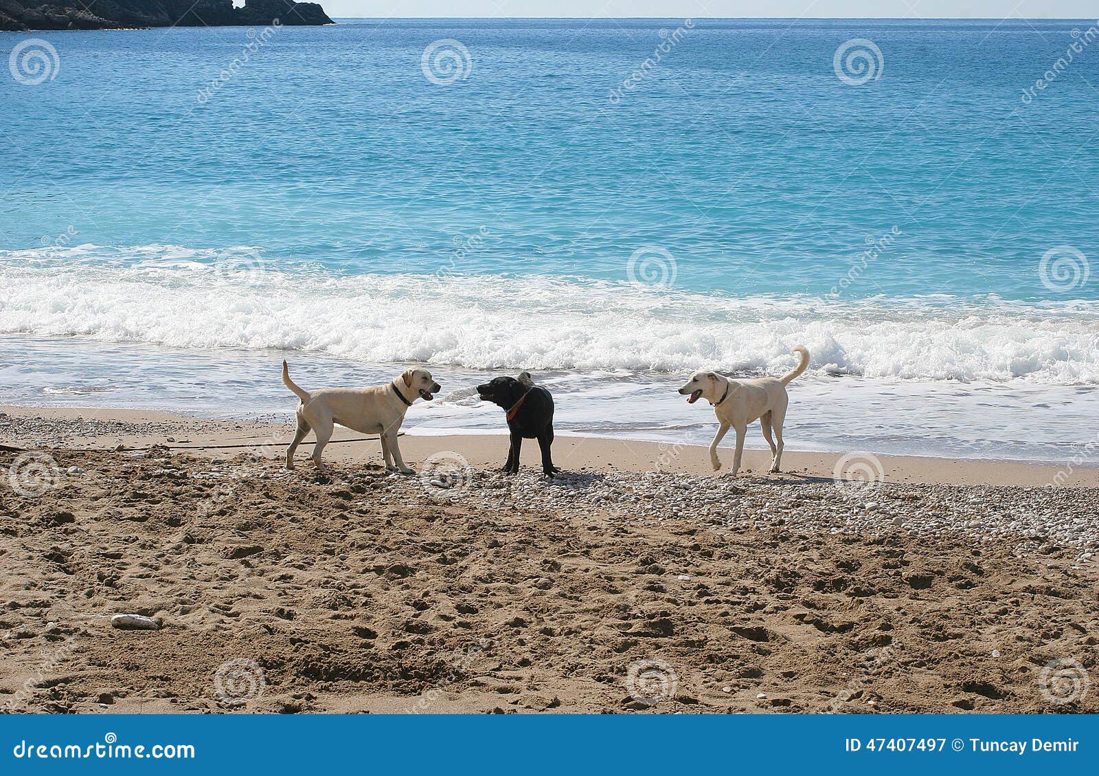 Three dogs stock image. Image of pups, loyal, pets, cute - 47407497