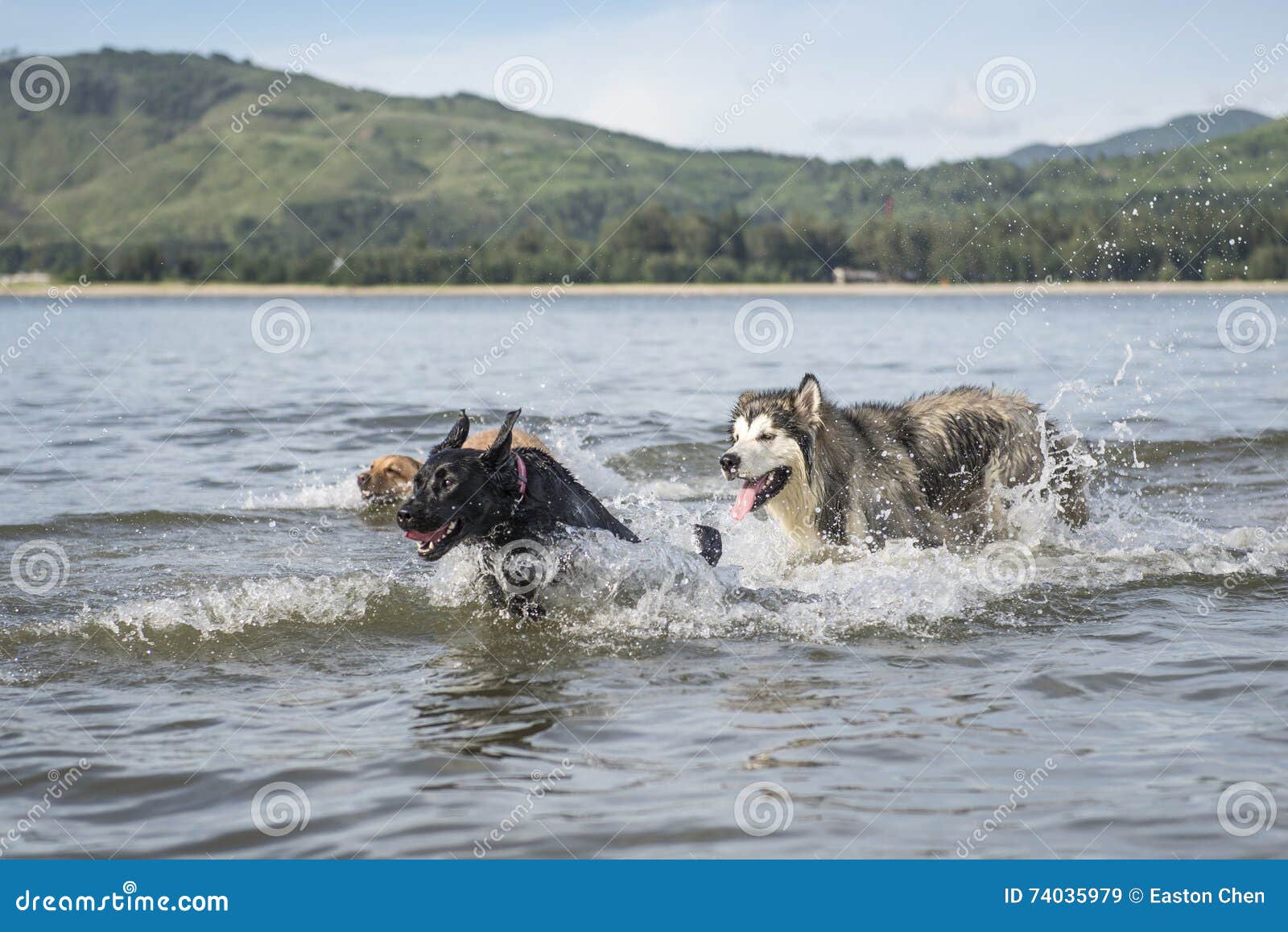 Three Dogs at the Beach Playing Chase Stock Image - Image of playing ...