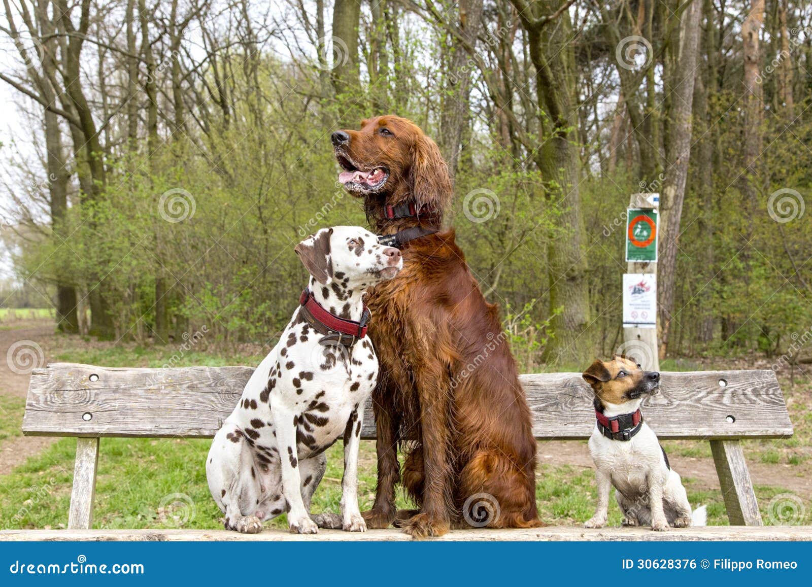 Three dogs bench stock photo. Image of setter, outdoor - 30628376