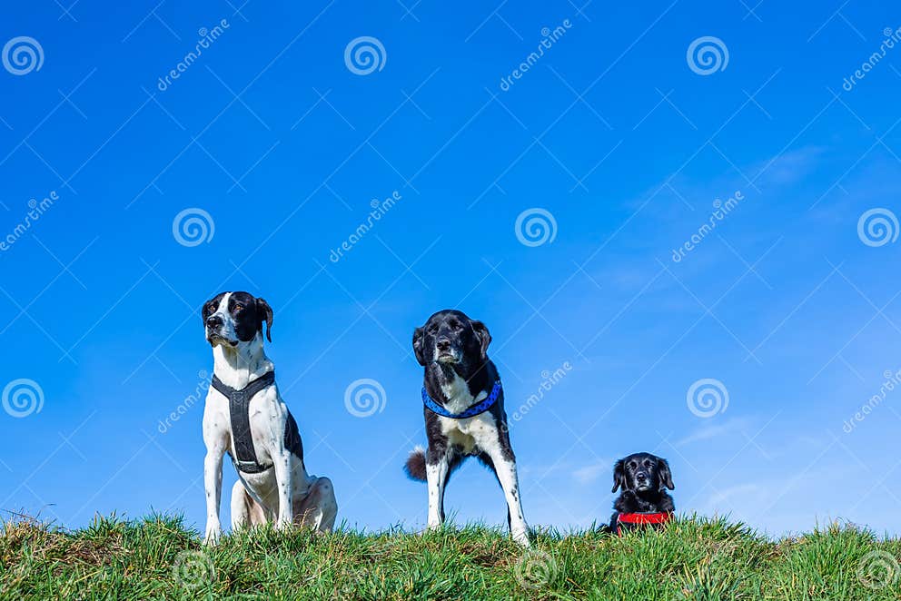Three dogs and blue sky stock image. Image of background - 163486945