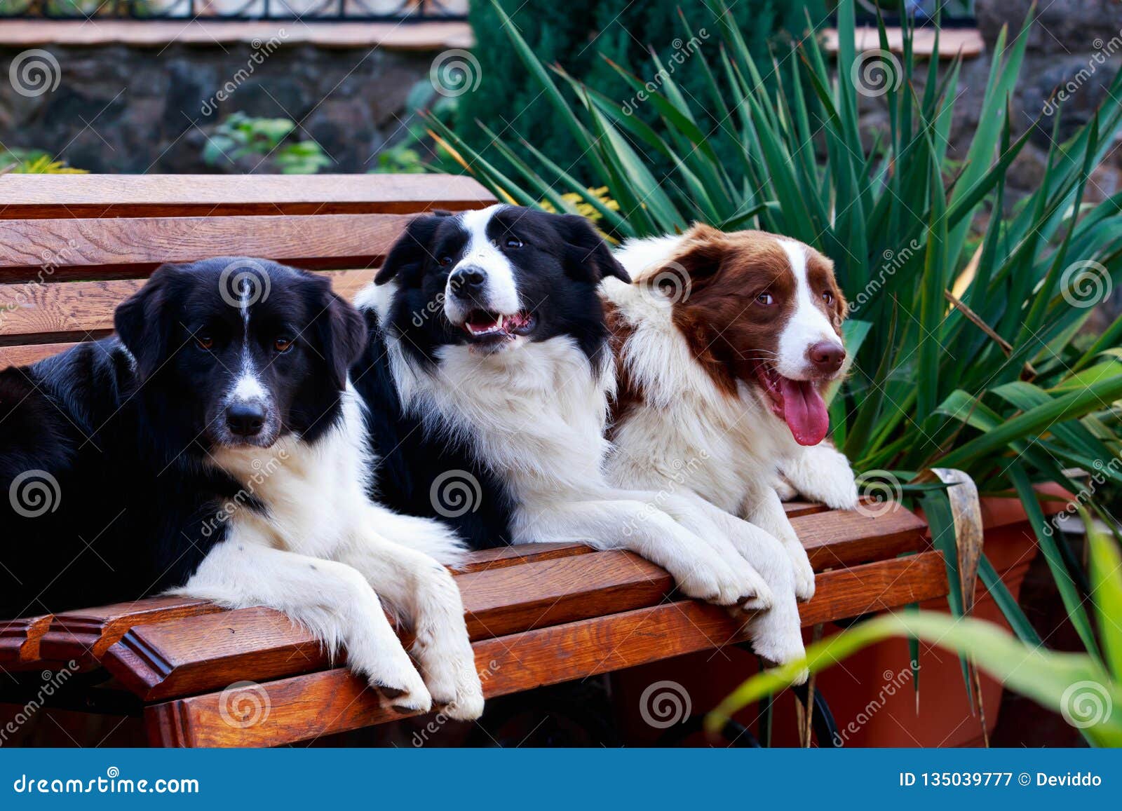 Three dogs Border Collie stock image. Image of longhair - 135039777