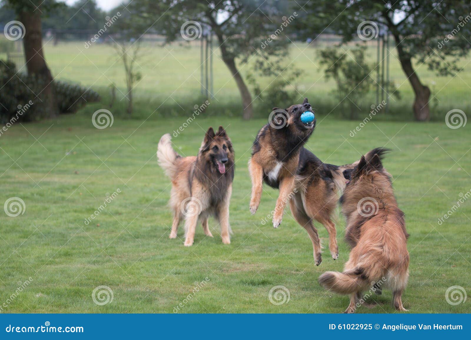 Three Dogs Catching Ball in Grass Stock Image - Image of long ...