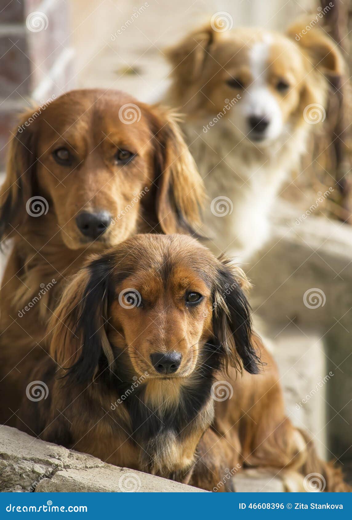 Three dogs stock photo. Image of cute, little, head, three - 46608396