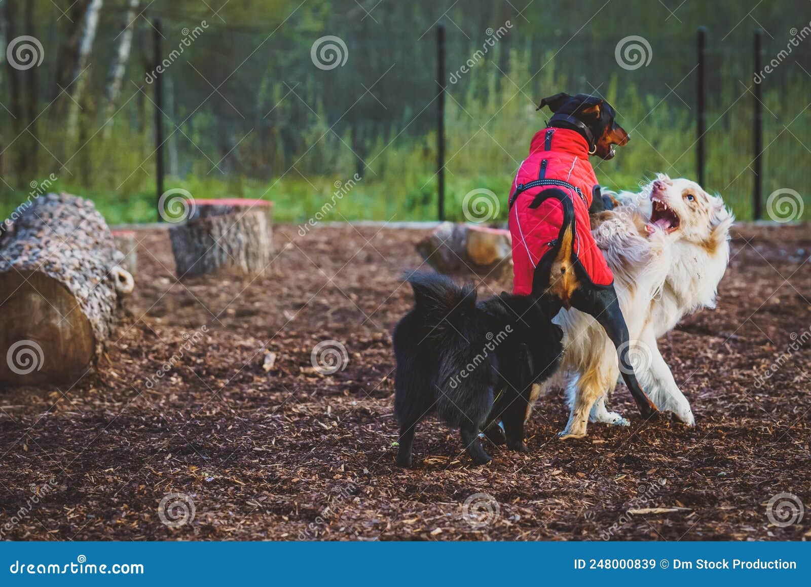 Three dogs are fighting stock image. Image of fight - 248000839