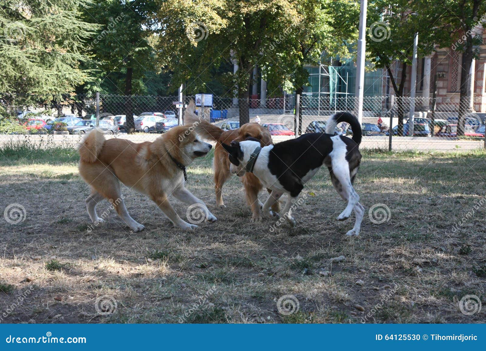Three dogs game stock photo. Image of game, play, fearless - 64125530