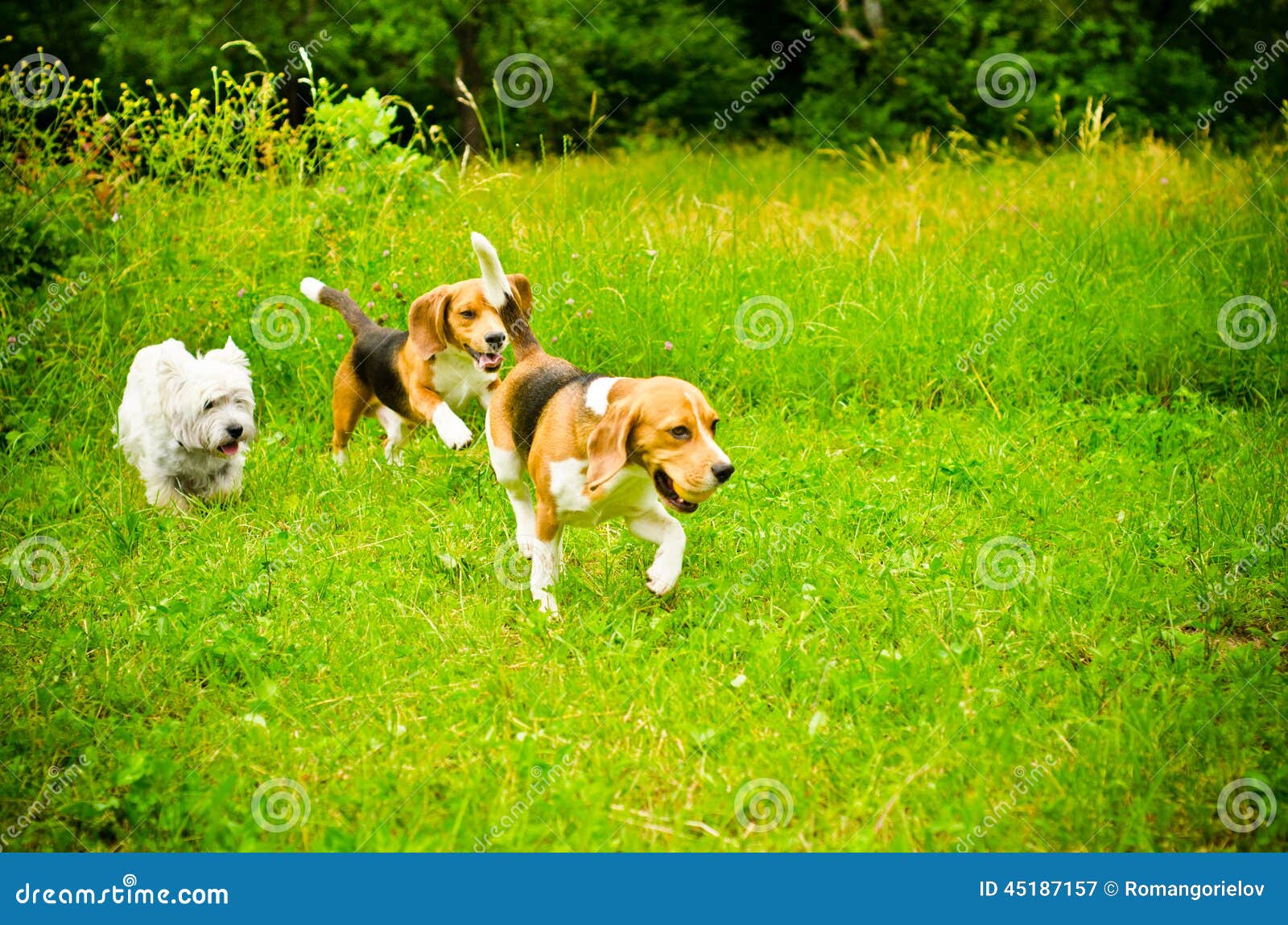 Three dogs stock image. Image of park, nature, field - 45187157