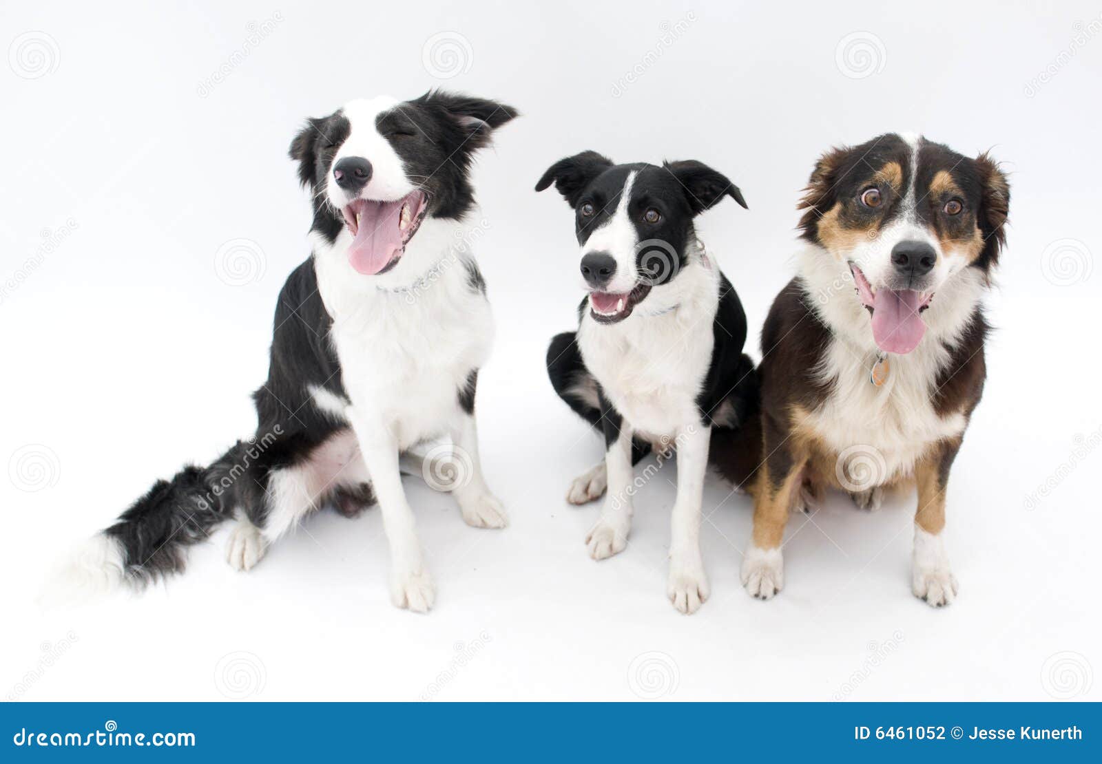 Three Dogs Together. Two Dog Breeds Border Collie Royalty-Free Stock ...