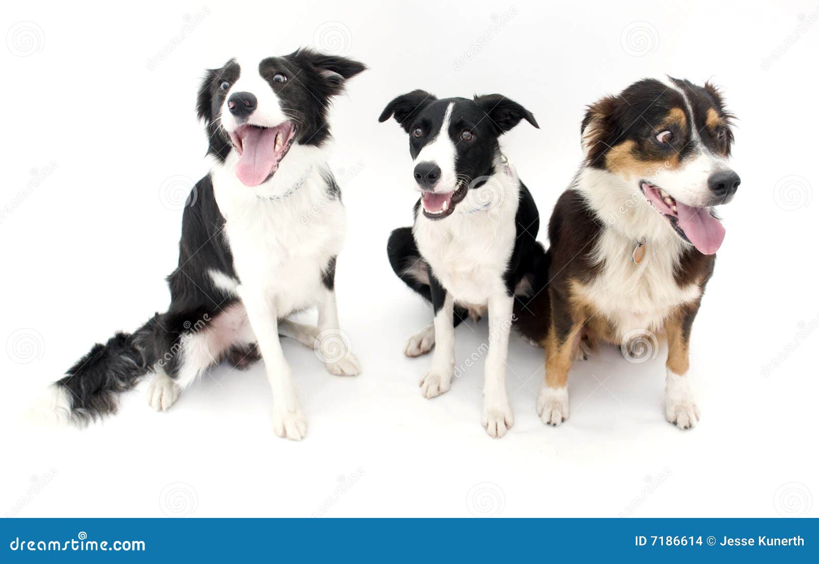 Three Dogs Isolated stock photo. Image of shepherd, border - 7186614