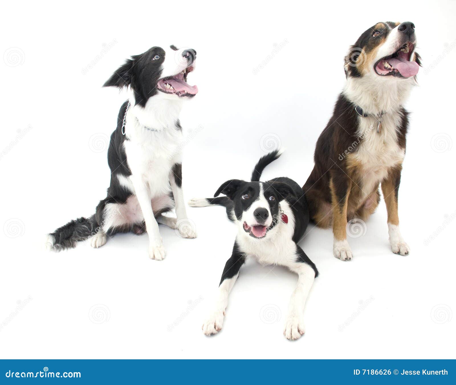 Three Dogs Isolated stock photo. Image of tired, isolated - 7186626